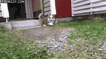 Dog Sneaking GIF by Cheezburger - Find & Share on GIPHY