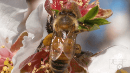 Honey Bees GIF by PBS Digital Studios - Find & Share on GIPHY