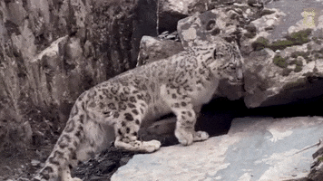 Snow Leopard GIFs - Find & Share on GIPHY