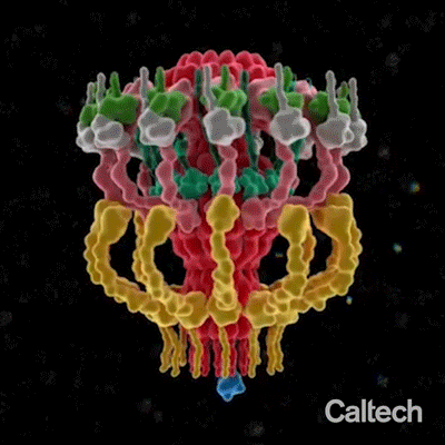 Biology Molecular Architecture GIF by Caltech - Find & Share on GIPHY