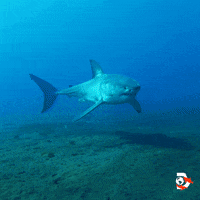 Goblin Shark Attack Gif