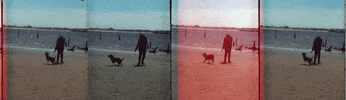 Dog Flashback GIFs - Find & Share on GIPHY