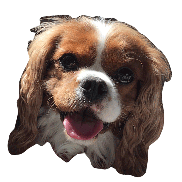 Dog Smile Sticker by HFC for iOS & Android | GIPHY