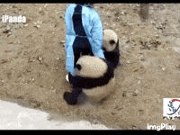 Red Panda Attack Gif