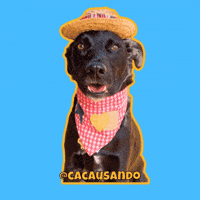 Cachorro Meme GIFs - Find & Share on GIPHY