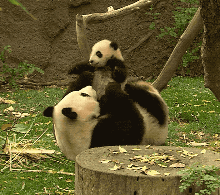 Happy Pandas Gif By Giphy Studios Originals Find Share On Giphy My Happy Pandas Gif By Giphy Studios Originals Find Share On Giphy My