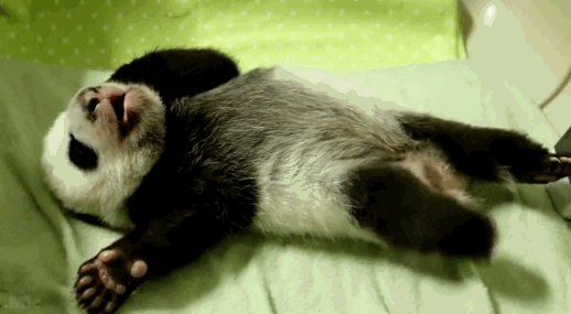 Panda Sleeping Gif