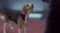 Dog Bark Gif