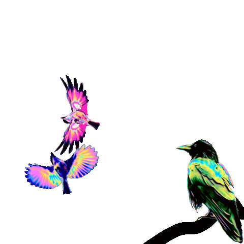 Flying Bird Gif