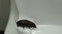 Flying Cockroach Gif