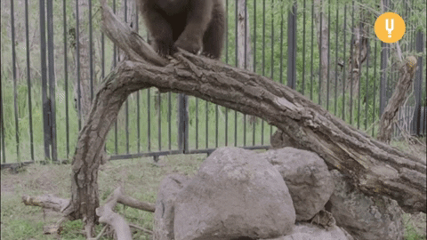 Bear-cub-rescue GIFs - Get the best GIF on GIPHY
