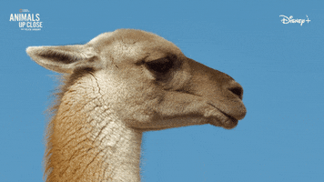 Animals Up Close GIFs on GIPHY - Be Animated