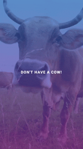 Cow Meat GIFs - Get the best GIF on GIPHY