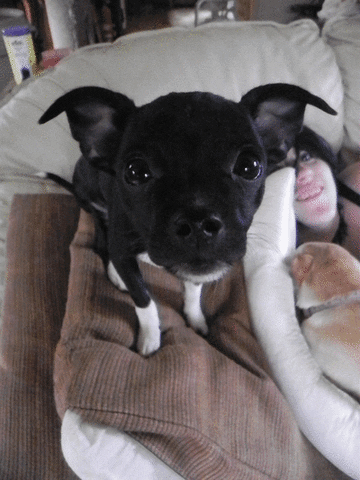 Sniffing The Camera GIFs - Get the best GIF on GIPHY