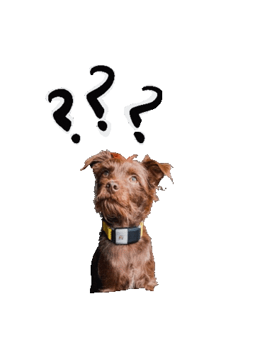 Funny Question Mark Dog