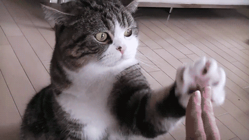 Cat High Five Animated Gif