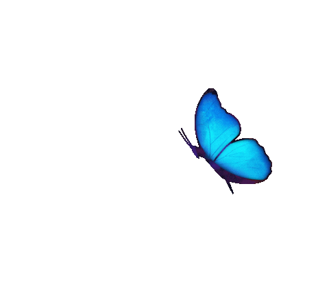 Animated Butterfly Backgrounds Gif