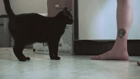Cat Walking On Hind Legs Gif