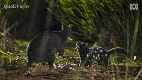 Quoll Farm by ABC TV + IVIEW | GIPHY