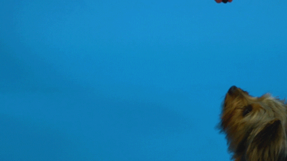 Hungry Dog Gif By Sticker - Find & Share on GIPHY