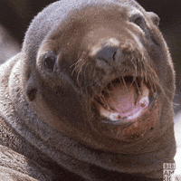 Angry Sea Lion GIF by BBC America - Find & Share on GIPHY