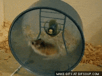 Hamster Wheel Fail Gif