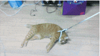 Cold Cat Gif