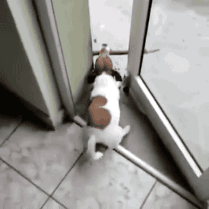 New trending GIF tagged animals dog struggle via… | Trending Gifs