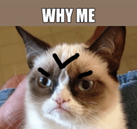 Scary Cat Meme GIFs - Find & Share on GIPHY