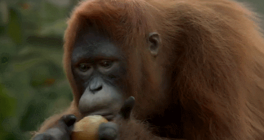 Orangutan GIF - Find & Share on GIPHY