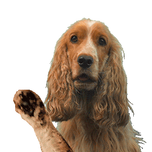 Cocker Spaniel Dog Sticker by KrabMedia for iOS & Android | GIPHY