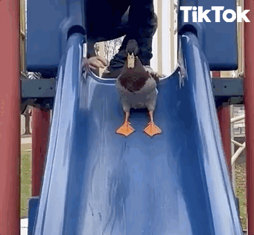 Duck Sliding GIF by TikTok - Find & Share on GIPHY