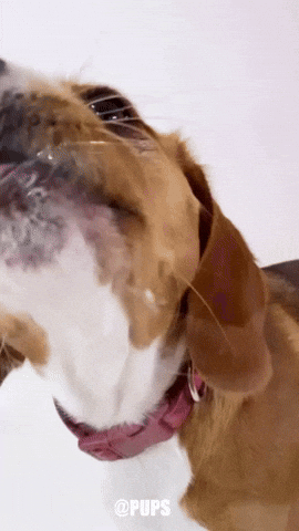 Beagle Love GIFs - Get the best GIF on GIPHY