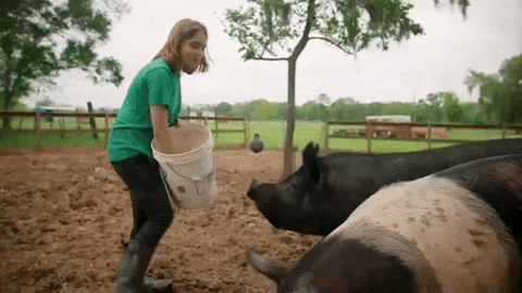 Pig Love GIF by Mercy For Animals - Find & Share on GIPHY