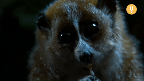 Super Cute Animals GIFs - Get the best GIF on GIPHY