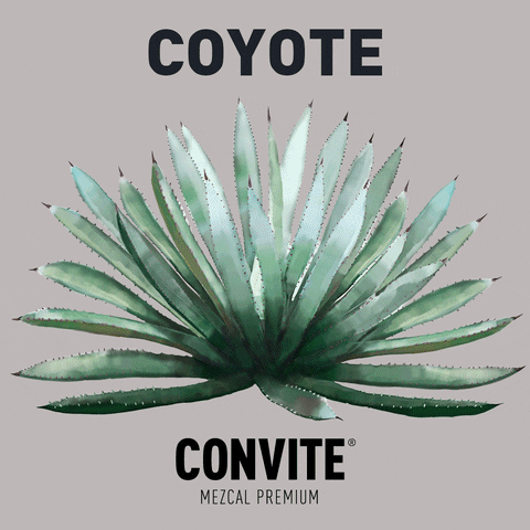 Agaves Mezcalconvite GIF by Convite Mezcal - Find & Share on GIPHY