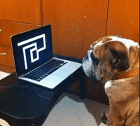 Scared Dog Meme GIFs - Find & Share on GIPHY