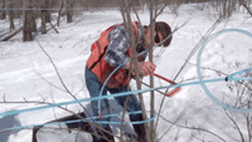 Maple Syrup Scifri GIF by Science Friday - Find & Share on GIPHY