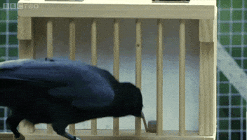 Crow GIFs - Find & Share on GIPHY