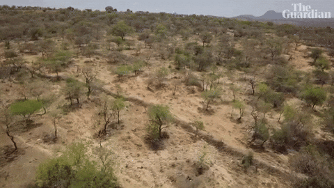 Africa Trees GIF by guardian - Find & Share on GIPHY