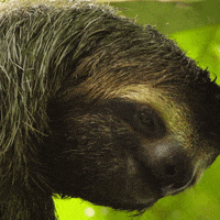 Sleeping Sloth Gif