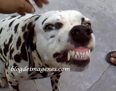 Perro GIFs - Get the best GIF on GIPHY