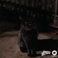 Thackery Binx Gif
