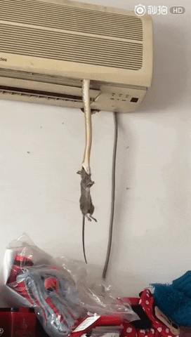 Snake Rat GIF by Mashable - Find & Share on GIPHY