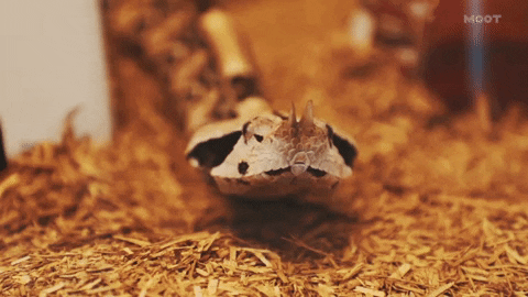Hey You Snake GIF by MOOT - Find & Share on GIPHY