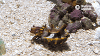 Cuttlefish Gif