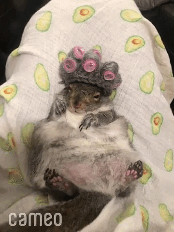 Hair Curlers GIFs - Get the best GIF on GIPHY