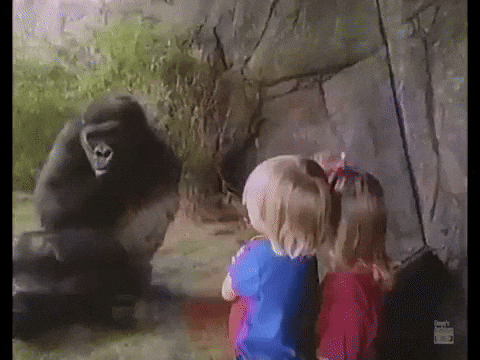 Zoo-tv GIFs - Get the best GIF on GIPHY