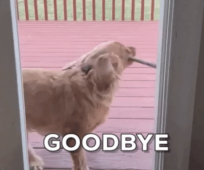 Dog Goodbye GIF by Boomer The Perfect Mutt - Find & Share on GIPHY