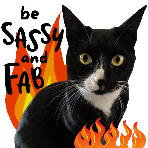 Sassy Cat Gif